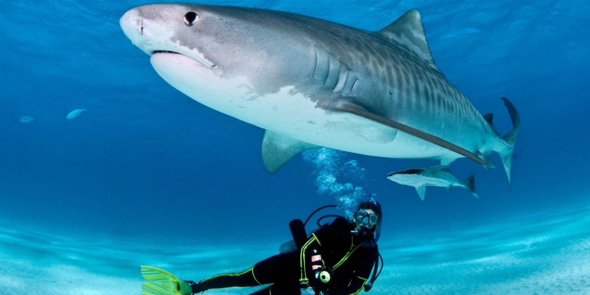 The Fascinating World of Shark Tours in Hawaii - Just In Time Tourist