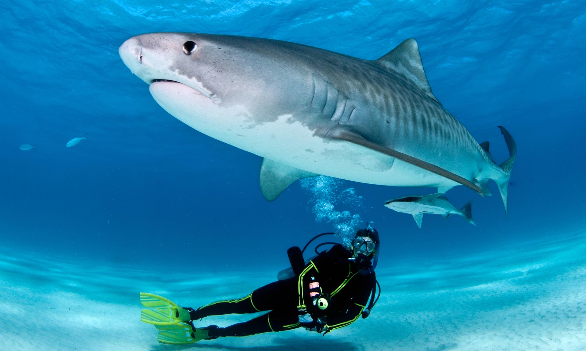 The Fascinating World of Shark Tours in Hawaii - Just In Time Tourist