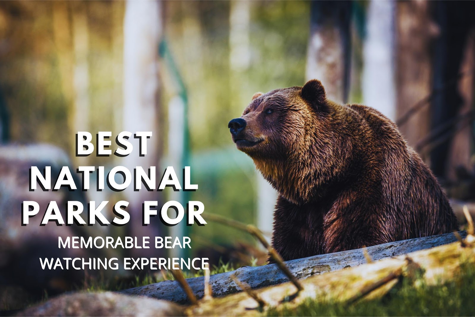 Best National Parks for Memorable Bear Watching Experience - Just In ...